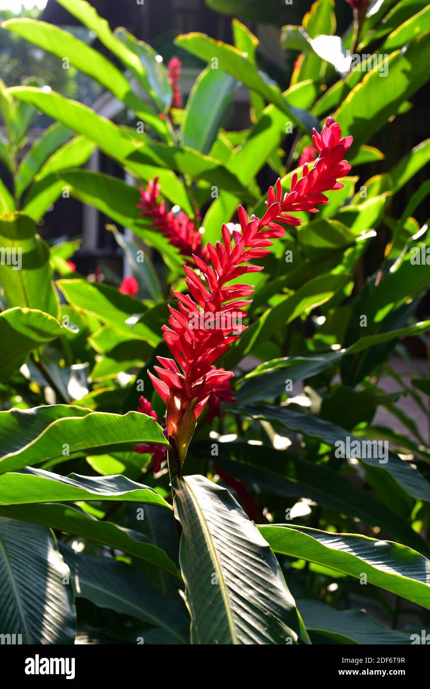 Ornamental ginger alpinia hi-res stock photography and images - Alamy