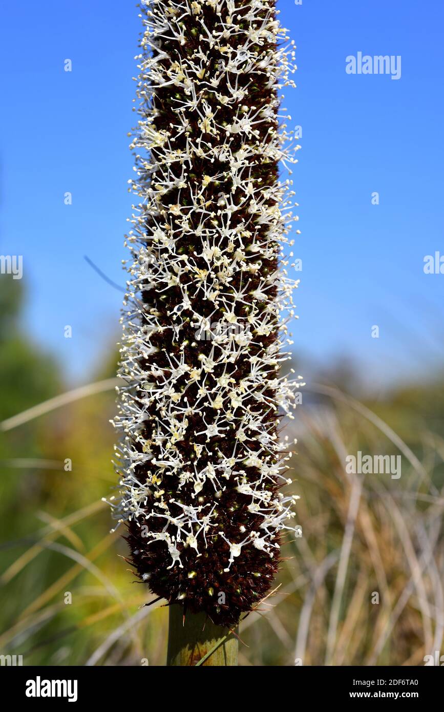 Xanthorrhoea hi-res stock photography and images - Alamy