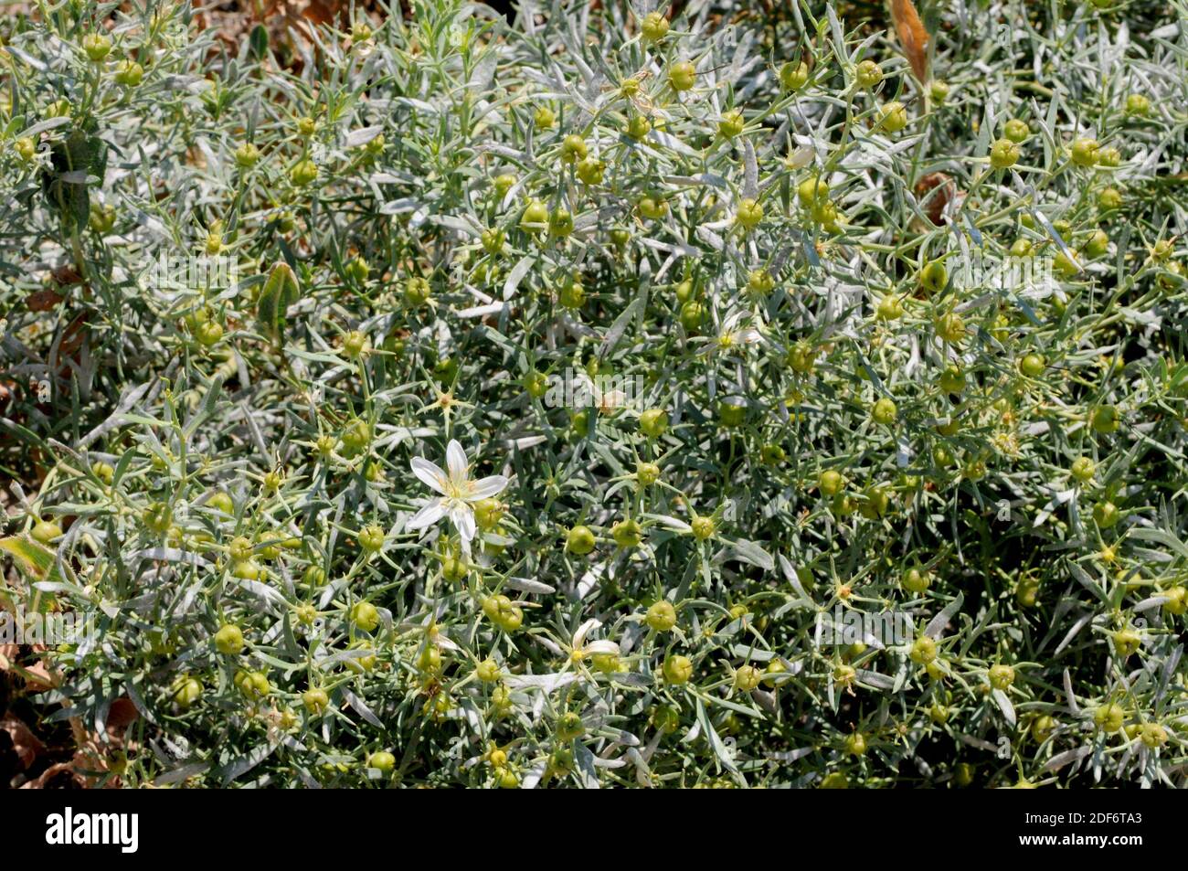 Syrian plant hi-res stock photography and images - Alamy