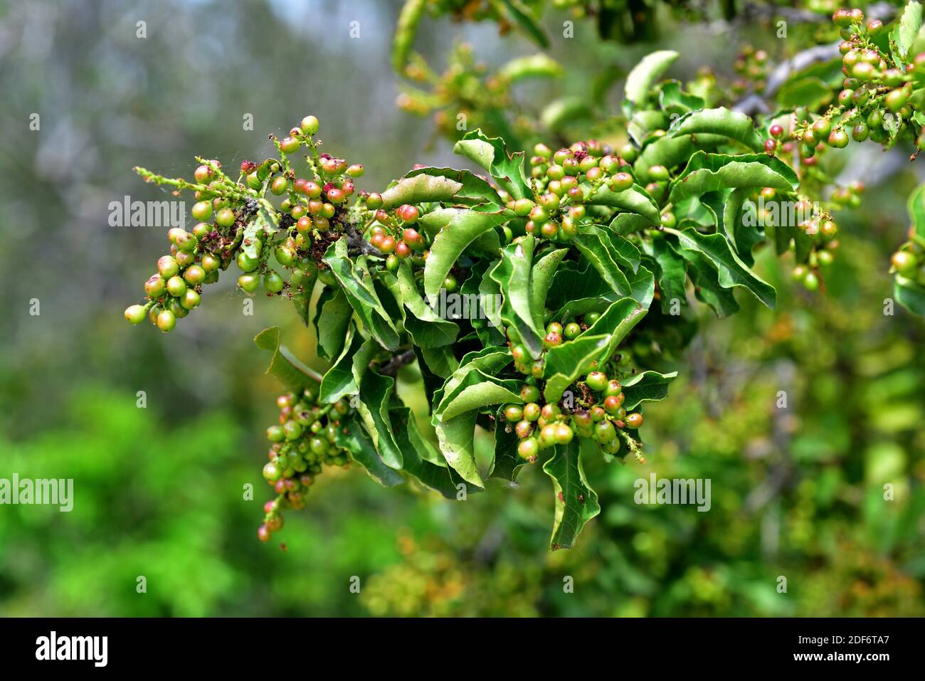 Schinus Molle High Resolution Stock Photography and Images - Alamy