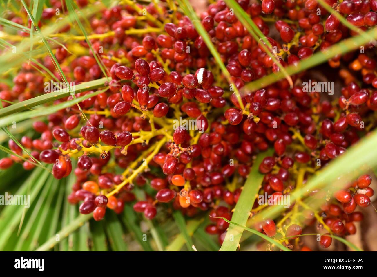 Europe palm tree hi-res stock photography and images - Alamy