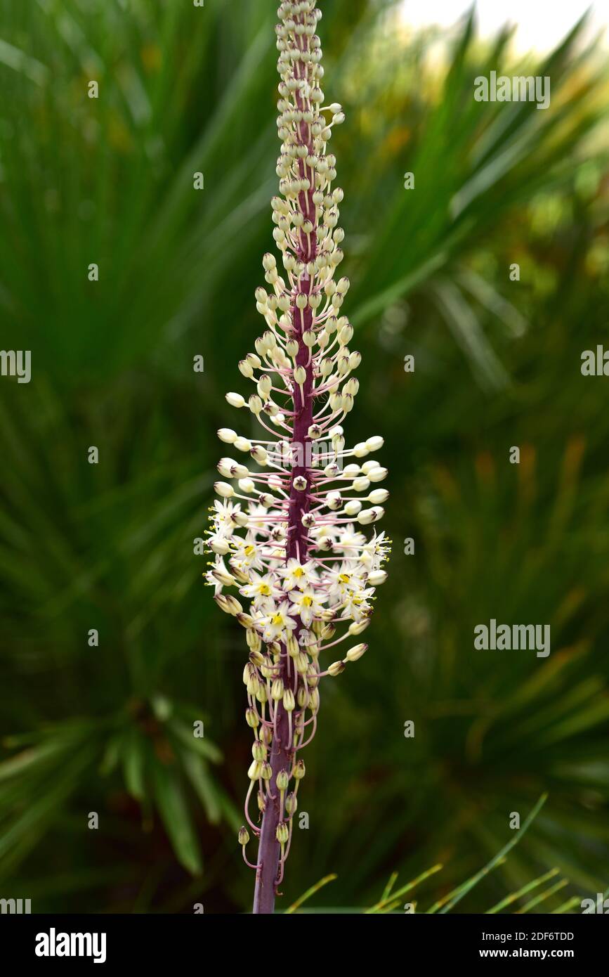 Squill drimia maritima hi-res stock photography and images - Alamy