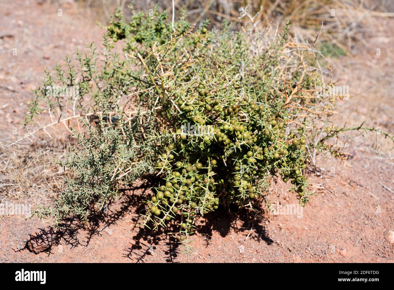 Asparagus aphyllus hi-res stock photography and images - Alamy