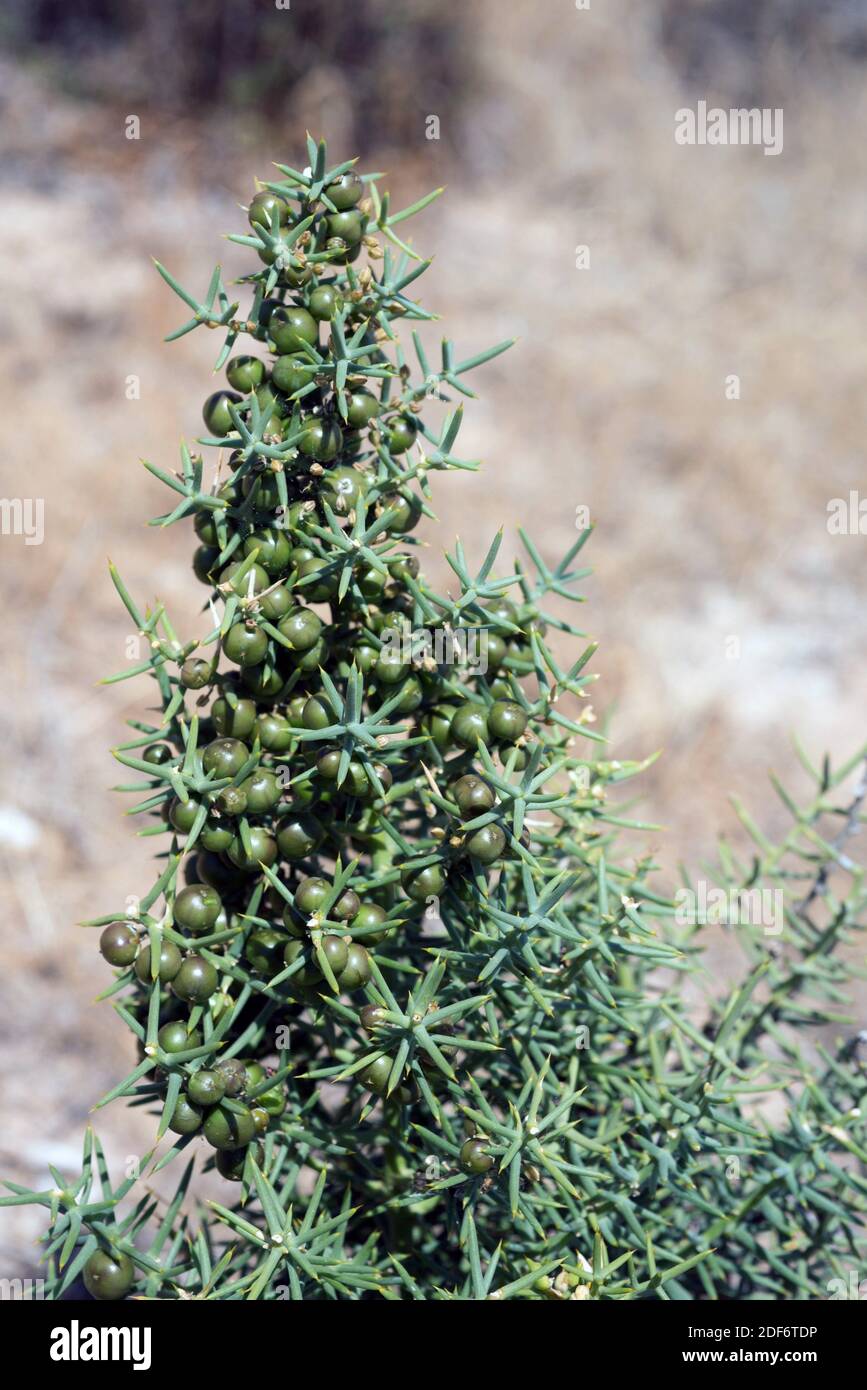 Esparraguera de monte hi-res stock photography and images - Alamy