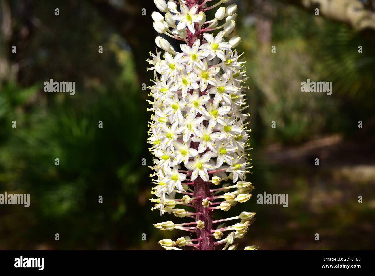 Medicinal Squill High Resolution Stock Photography and Images - Alamy