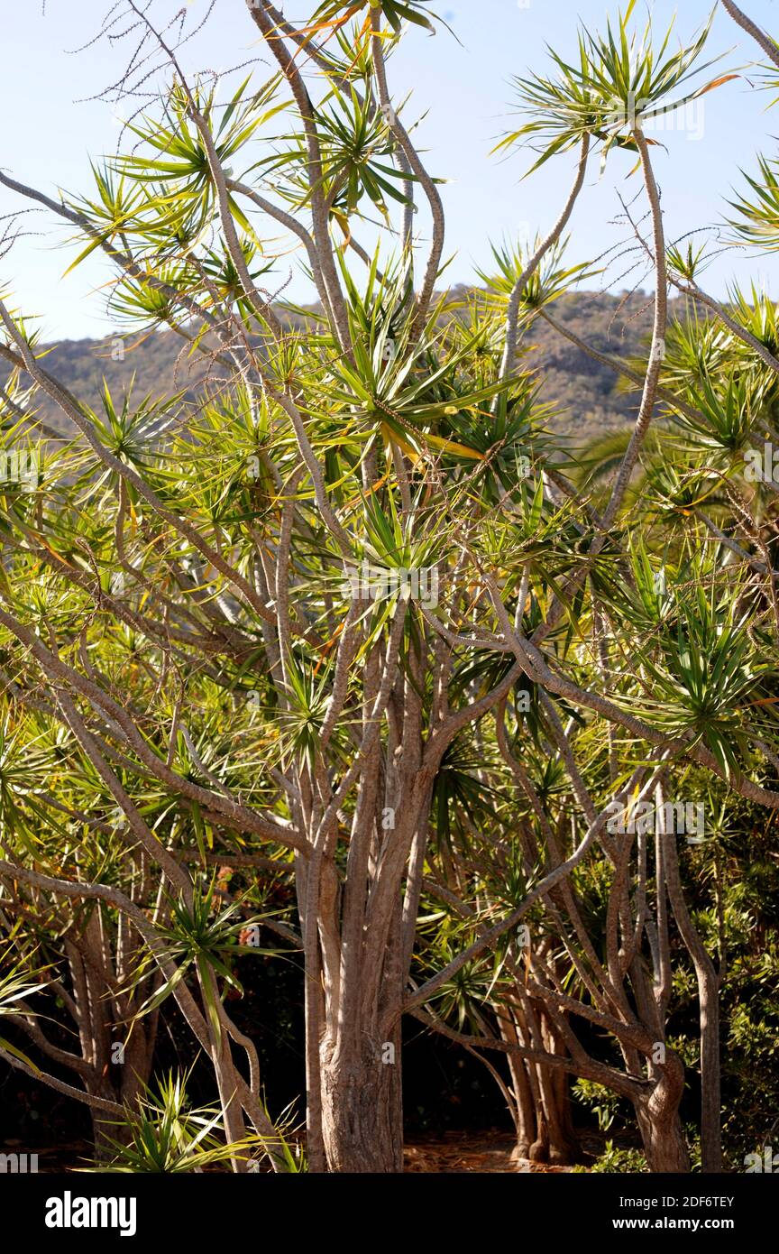Madagascar dragon tree dracaena marginata hi-res stock photography and ...