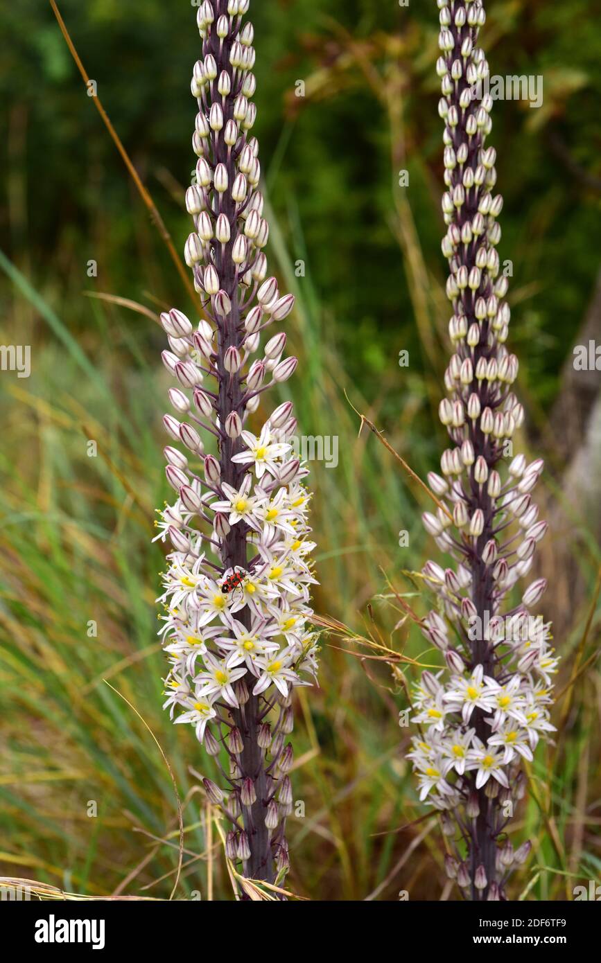 Sea squill hi-res stock photography and images - Alamy