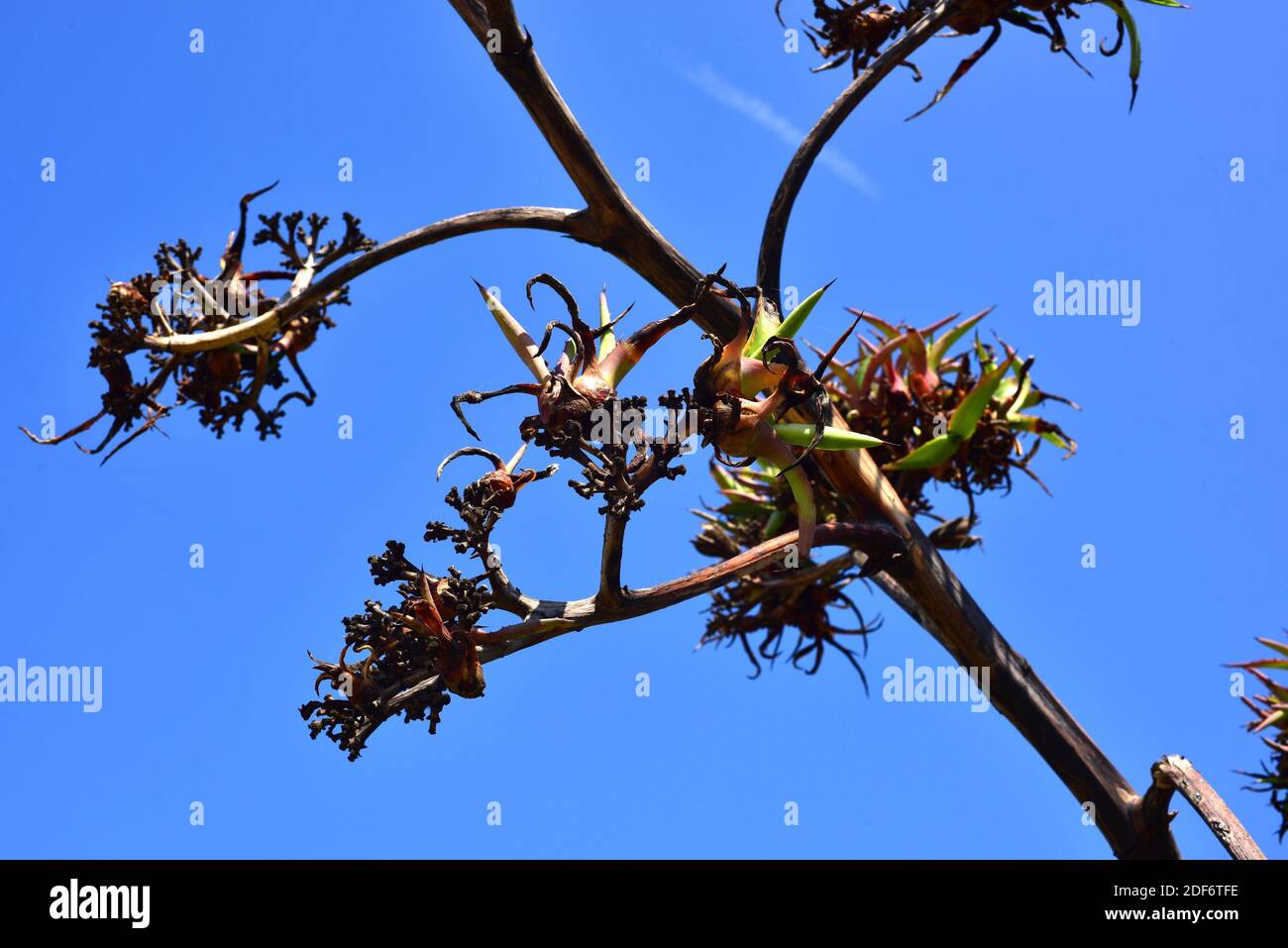 Henequen Agave High Resolution Stock Photography and Images - Alamy