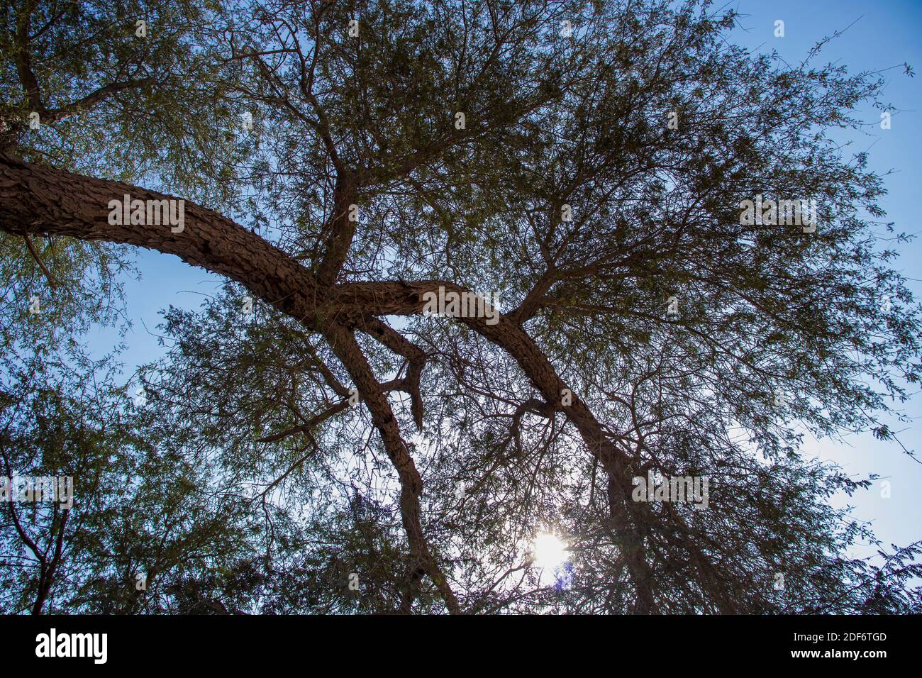 brunches of a tree with blue sky on the background Stock Photo - Alamy