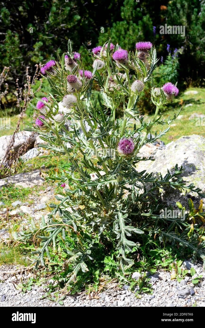 Woolly thistle hi-res stock photography and images - Alamy