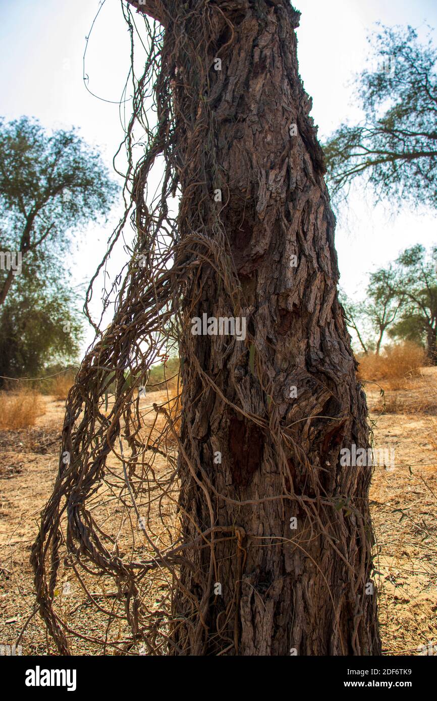 Close up shot of tree trunk in the park Stock Photo - Alamy