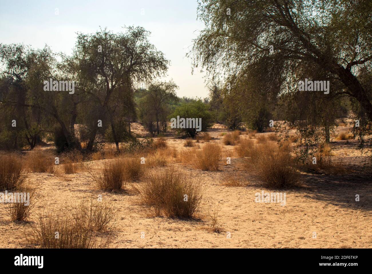 Mushrif park in Dubai. UAE Stock Photo - Alamy