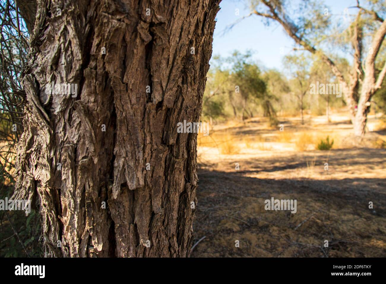 Close up tree brunches white hi-res stock photography and images - Alamy
