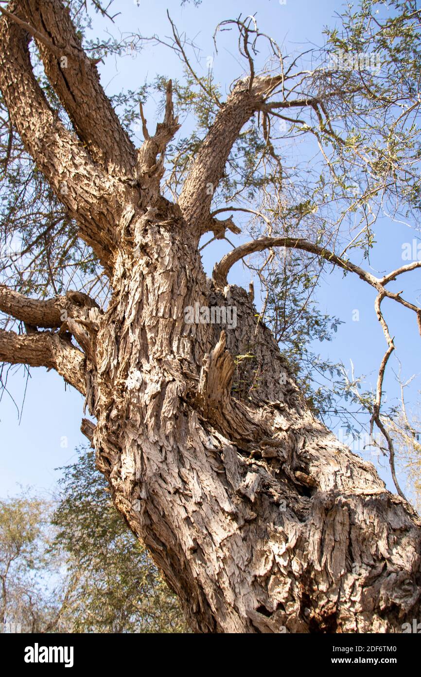Close up tree brunches white hi-res stock photography and images - Alamy