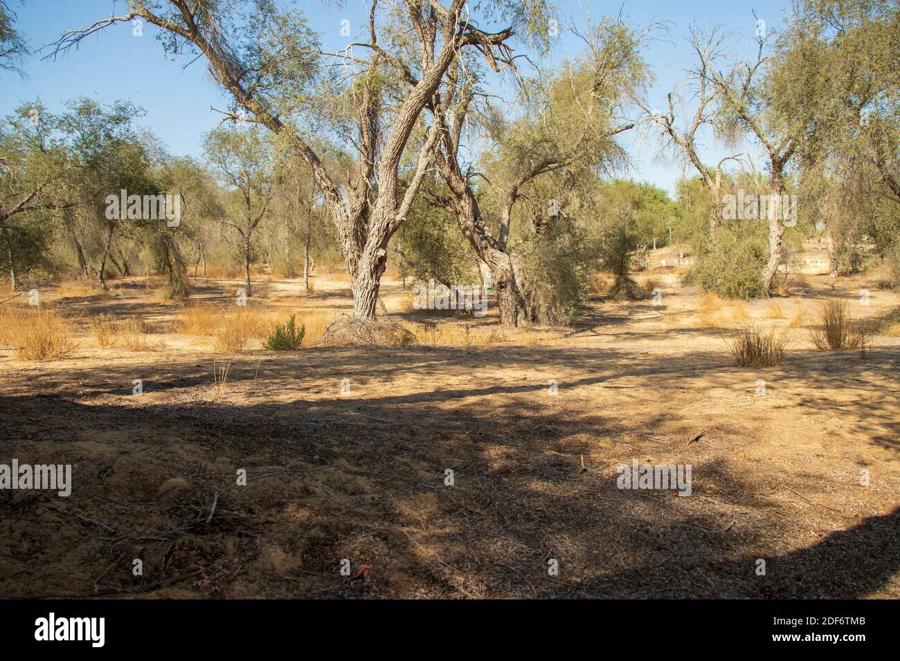 Mushrif park in Dubai. UAE Stock Photo - Alamy