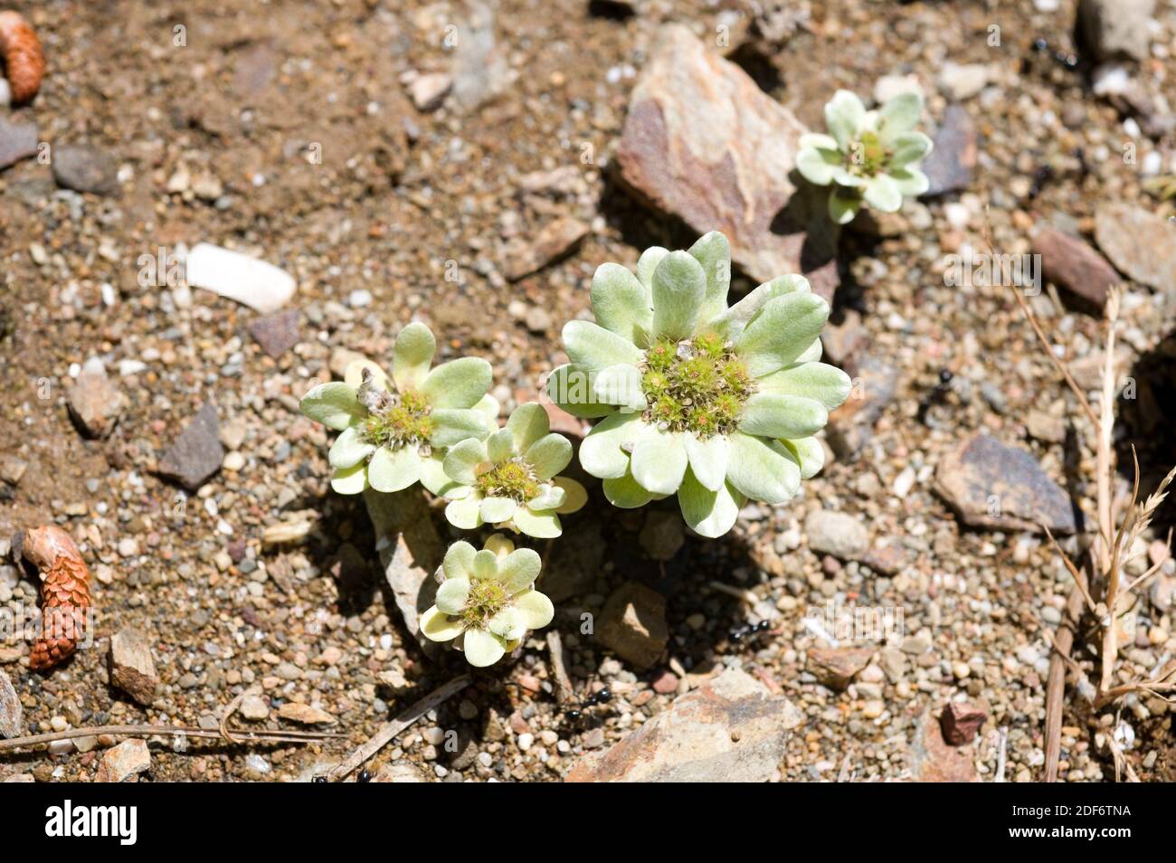 Pygmy people hi-res stock photography and images - Alamy