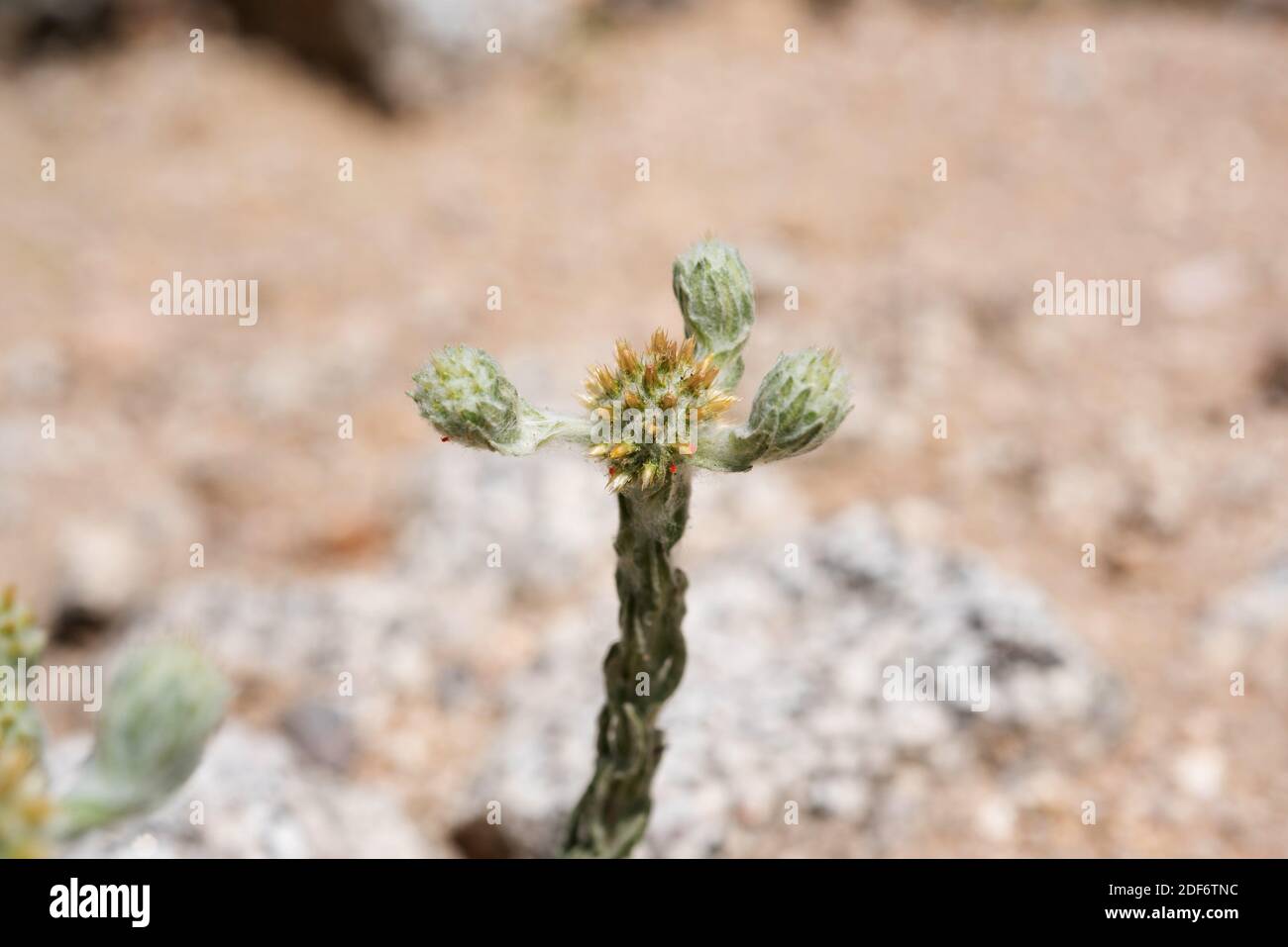 Cudweed High Resolution Stock Photography and Images - Alamy