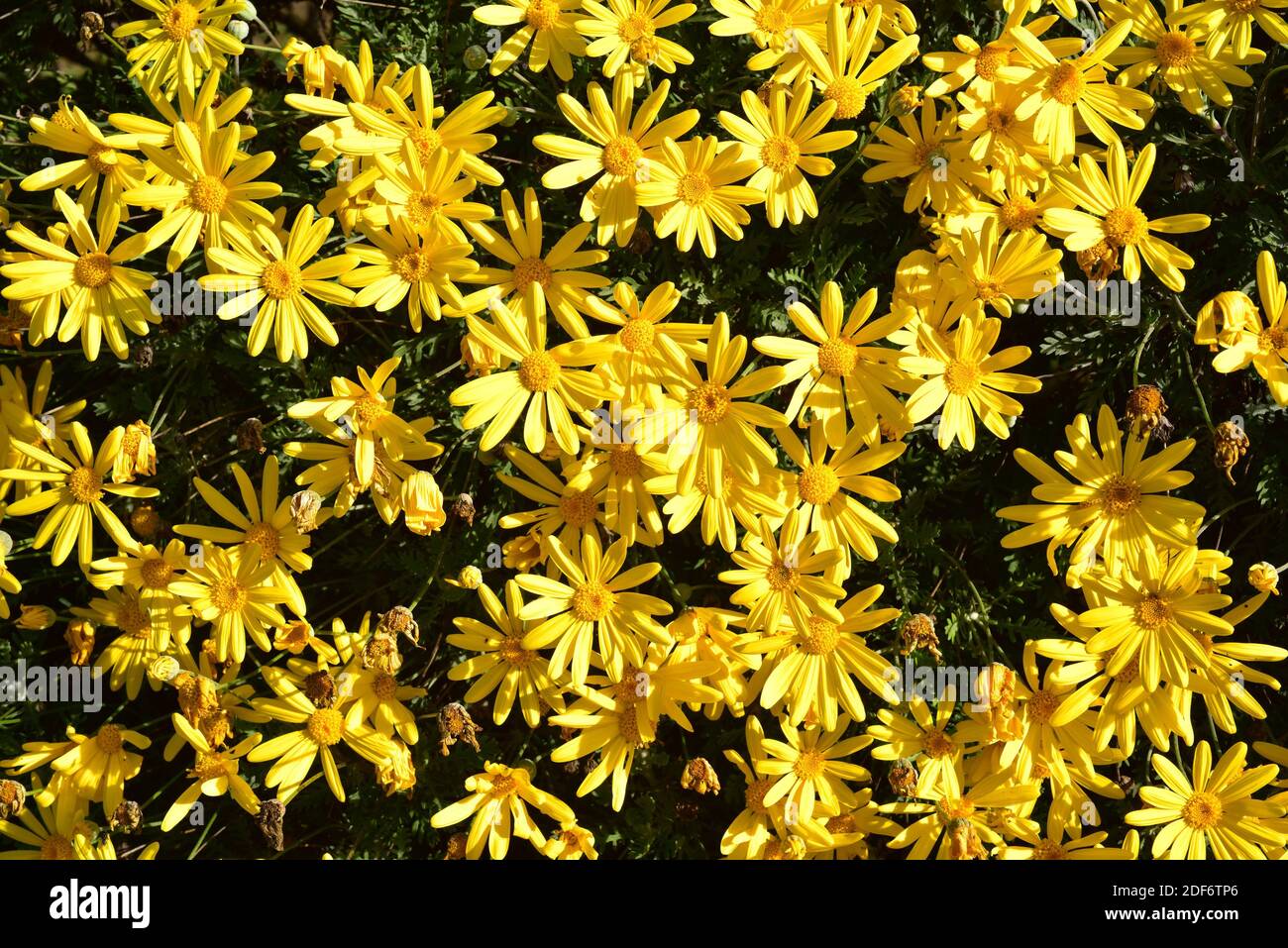 Yellow bush daisy (Euryops pectinatus) is an evergreen shrub endemic to ...