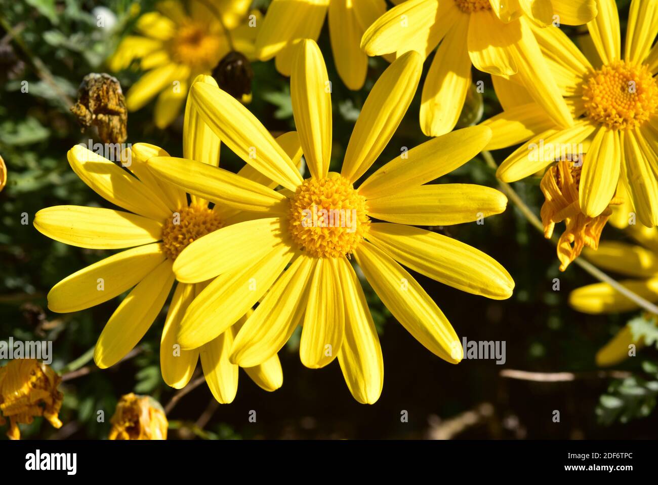 Yellow bush daisy (Euryops pectinatus) is an evergreen shrub endemic to ...