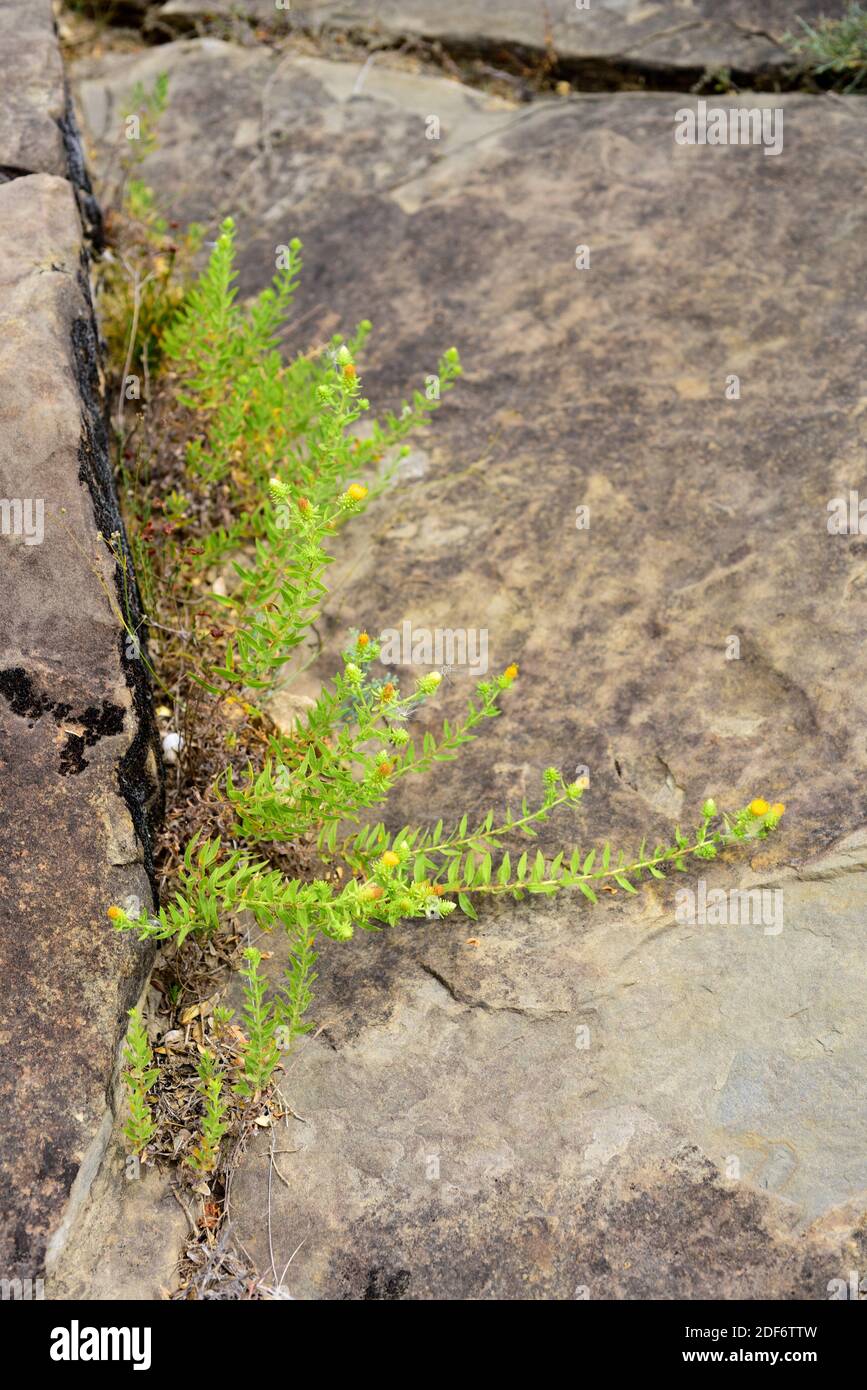 Jasonia glutinosa hi-res stock photography and images - Alamy