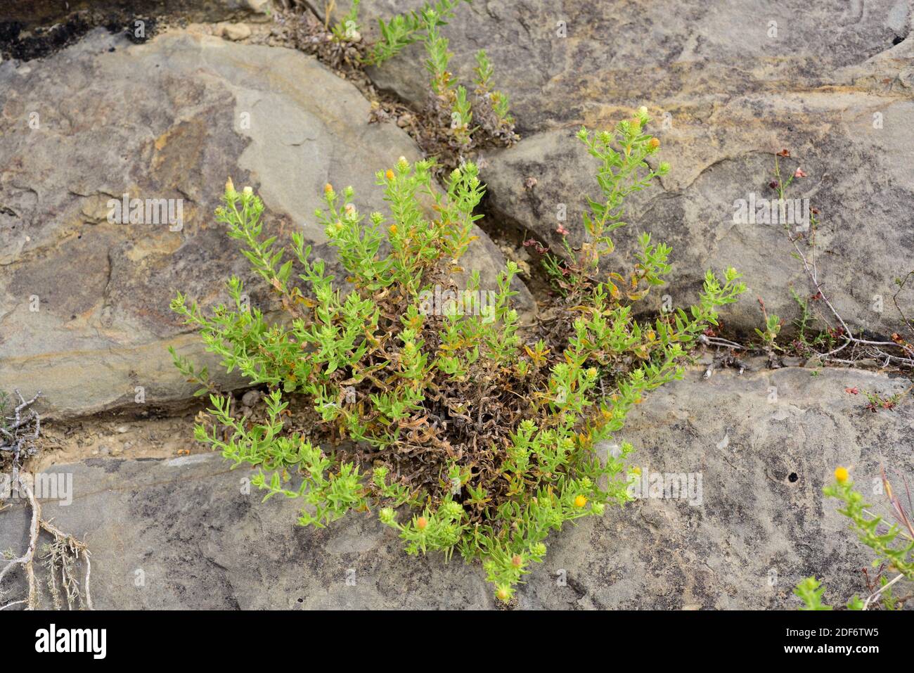 Jasonia glutinosa hi-res stock photography and images - Alamy