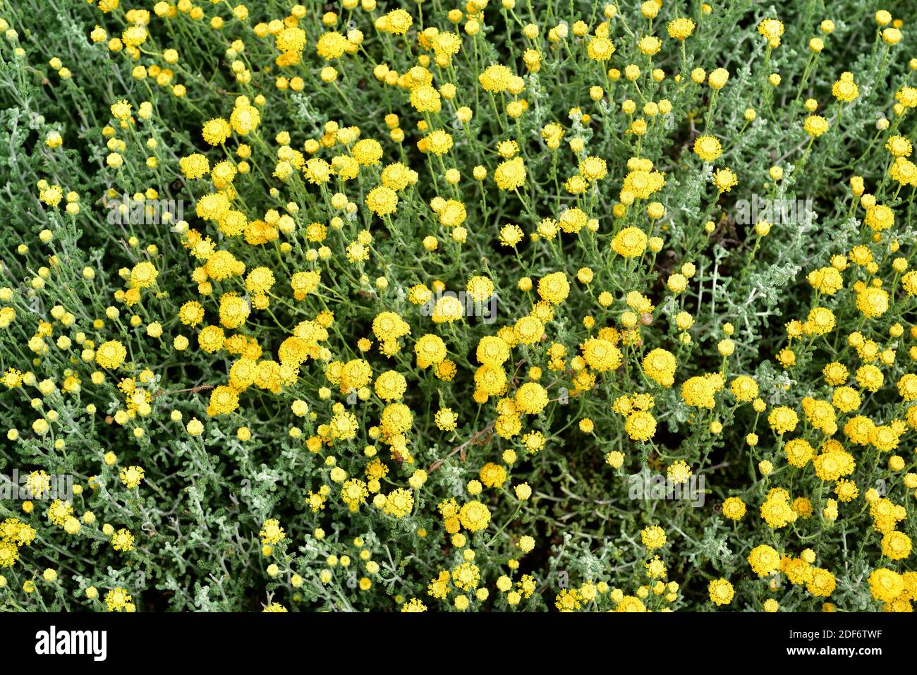 Lavender cotton santolina chamaecyparissus hi-res stock photography and ...