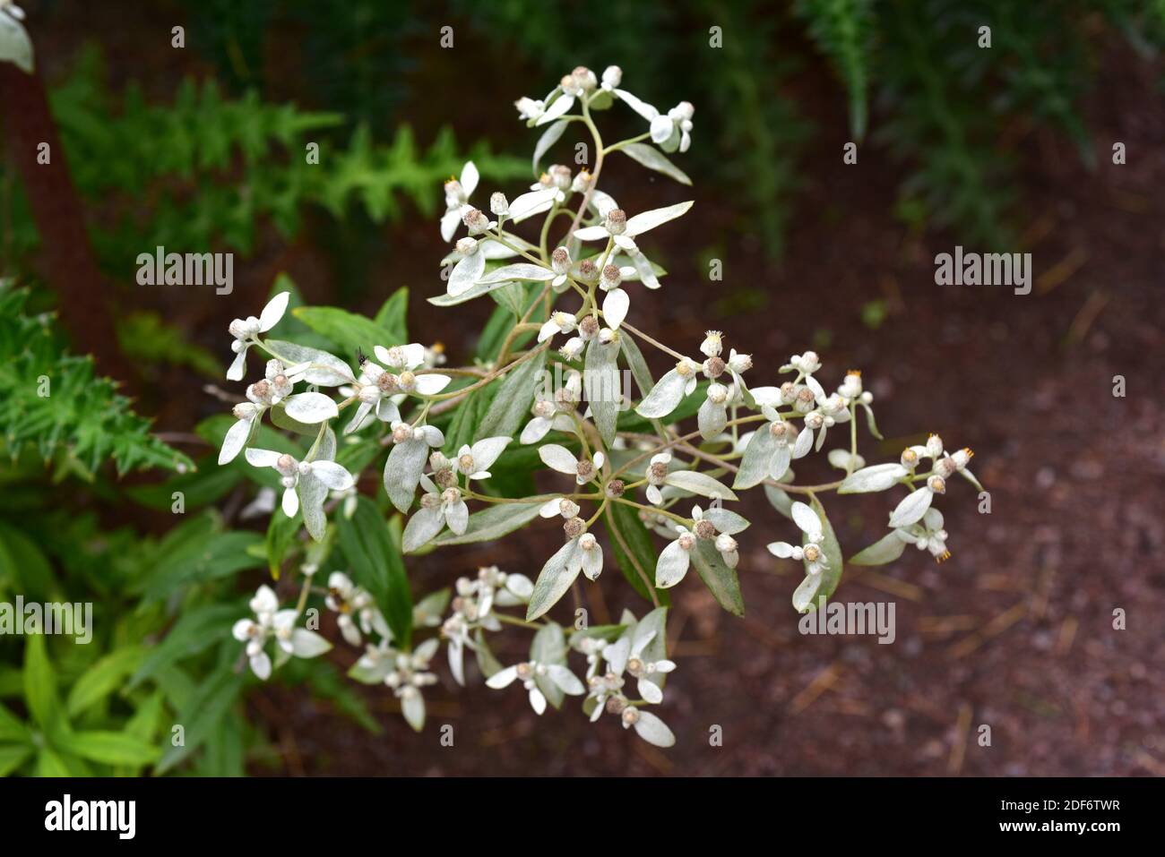 Japanese plant hi-res stock photography and images - Alamy