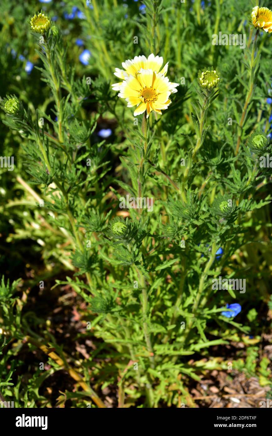 Layia Platyglossa High Resolution Stock Photography and Images - Alamy