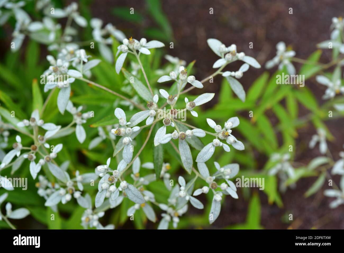 Native Japanese Wildlife High Resolution Stock Photography and Images ...