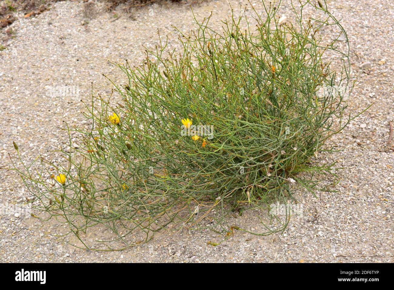 Falsa hi-res stock photography and images - Alamy