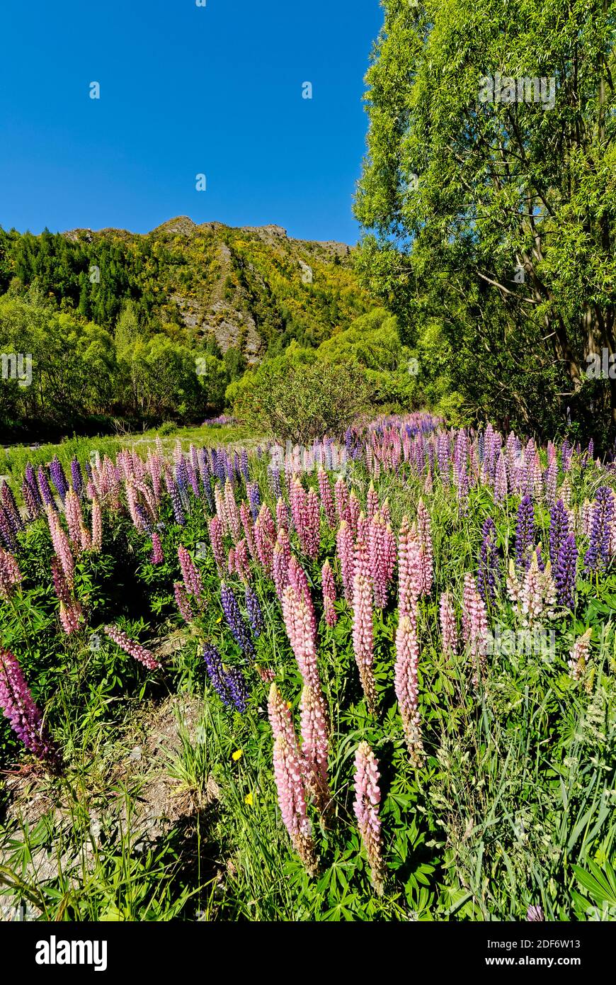 Wild lupins in bloom South Island New Zealand Stock Photo - Alamy
