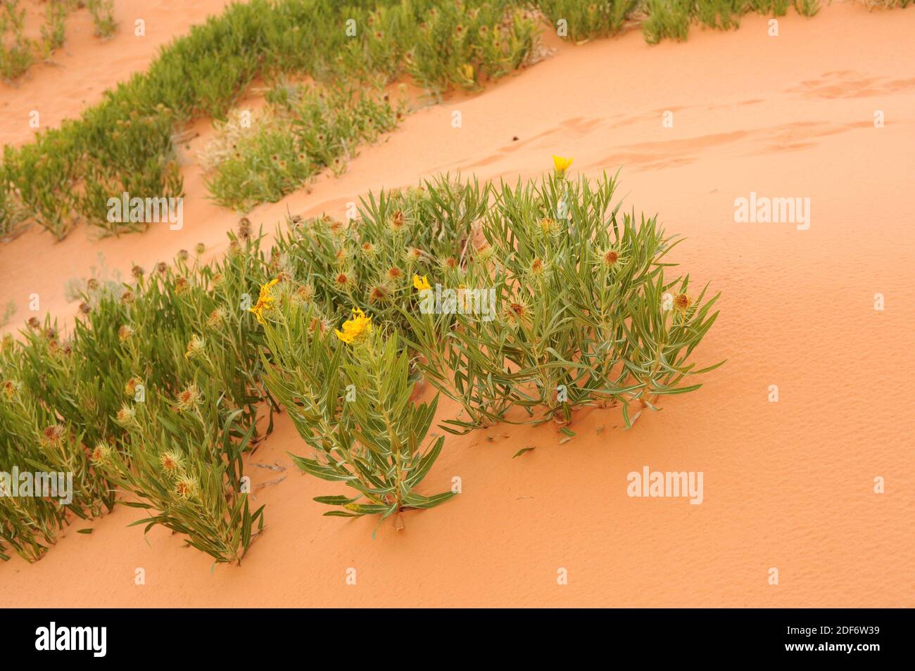 Mule day hi-res stock photography and images - Alamy