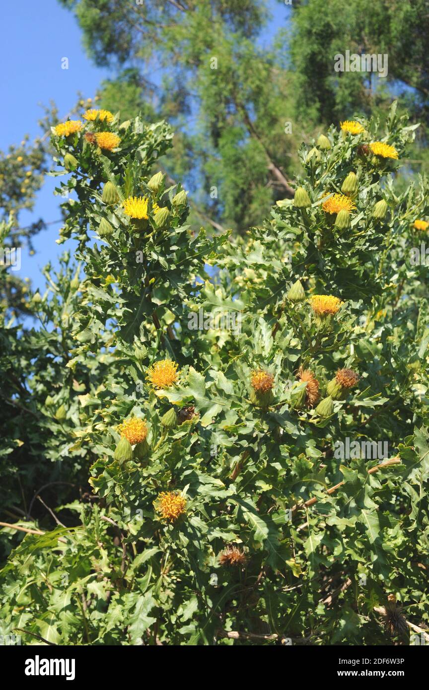 Warionia saharae is an aromatic shrub native to Morocco and Algeria ...