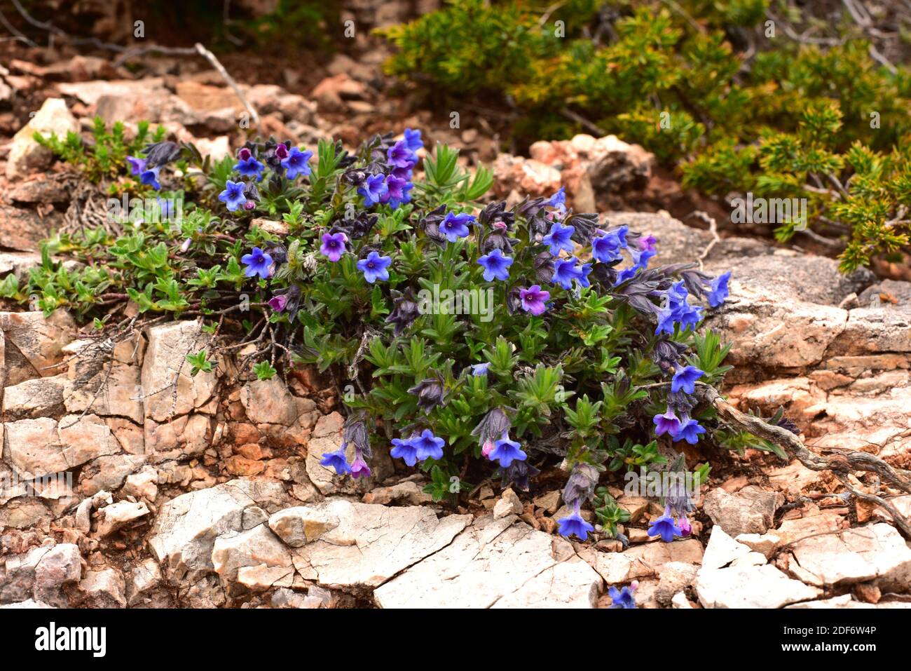Gromwell plant hi-res stock photography and images - Alamy