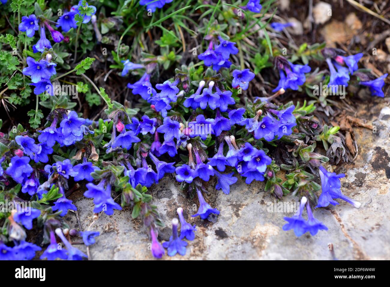 Gromwell plant hi-res stock photography and images - Alamy