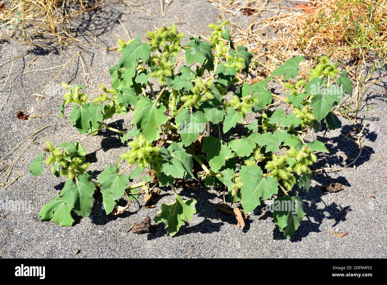 Cocklebur High Resolution Stock Photography and Images - Alamy