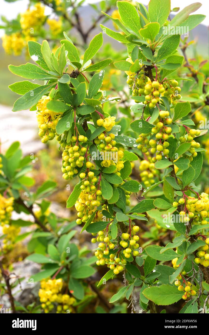 Berberis plant hi-res stock photography and images - Alamy