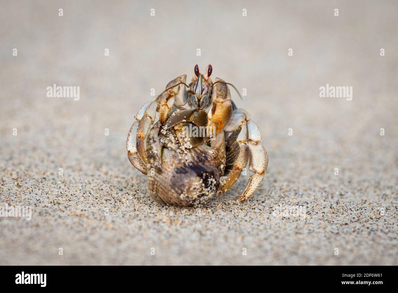 Fauna de panama hi-res stock photography and images - Alamy