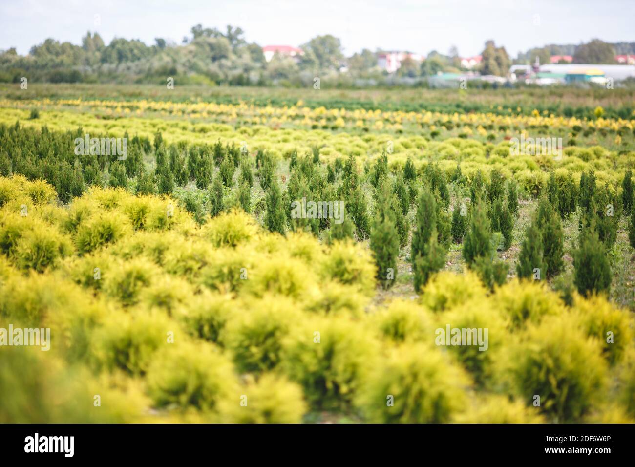 plantation of young conifers in greenhouse with a lot of plants Stock ...