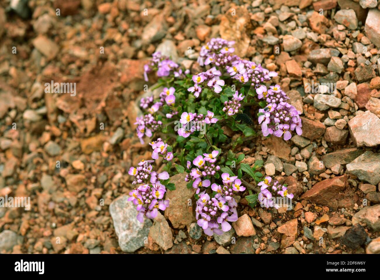 Carnosa High Resolution Stock Photography and Images - Alamy