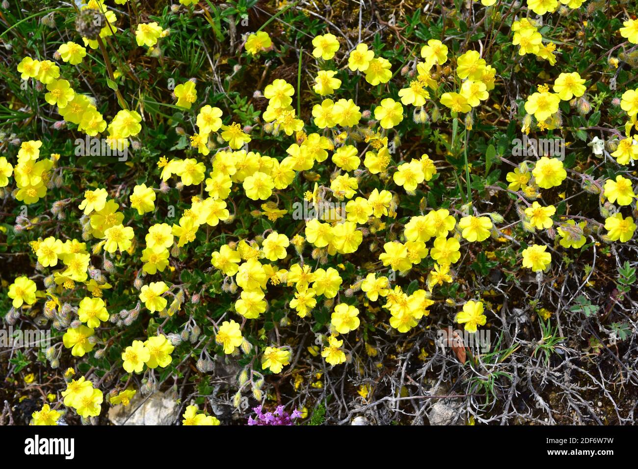 Common rock-rose (Helianthemum nummularium) is a shrub native to Europe ...