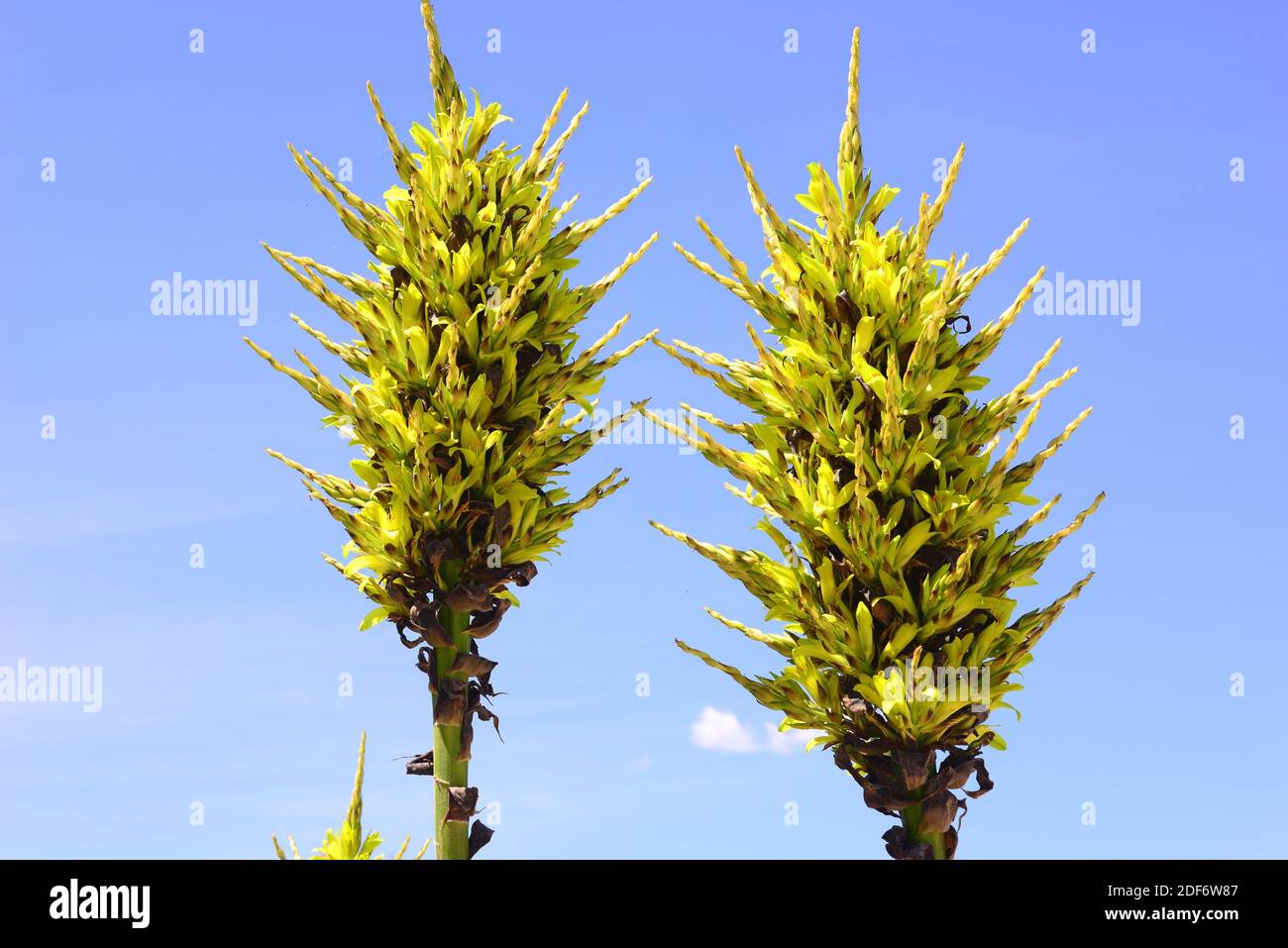 Chagual puya chilensis hi-res stock photography and images - Alamy