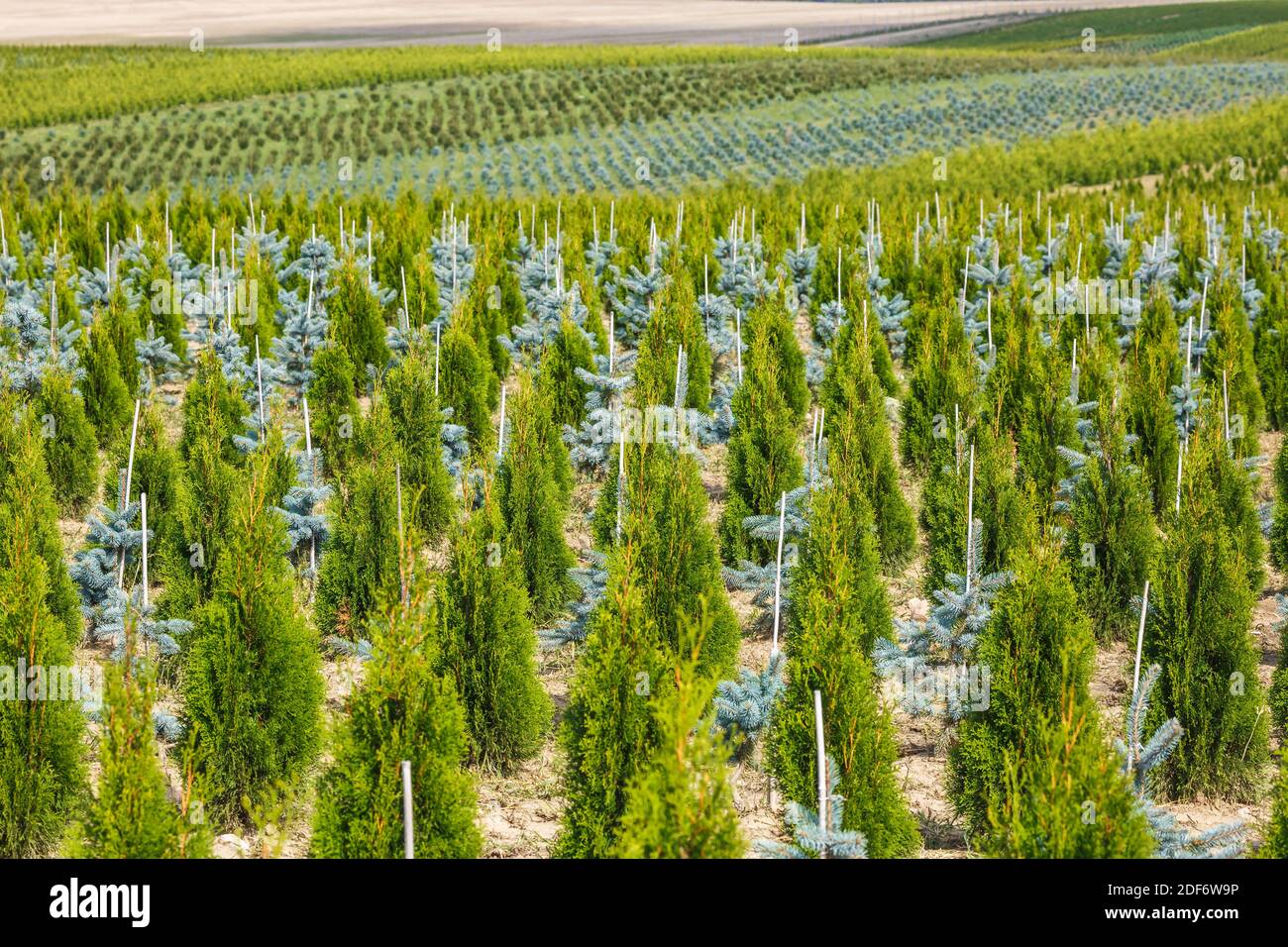 plantation of young conifers in greenhouse with a lot of plants Stock ...