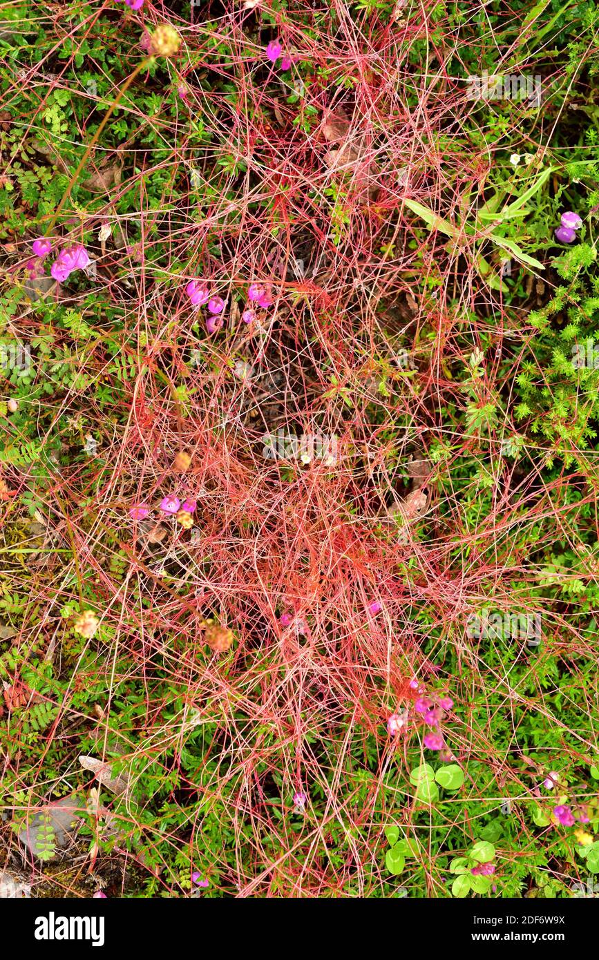 Dodder plant hi-res stock photography and images - Alamy