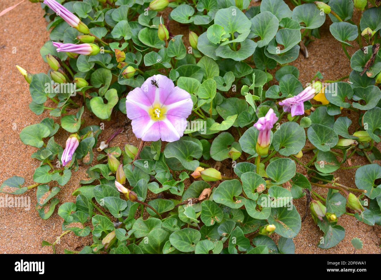 Perennial morning glory hi-res stock photography and images - Alamy