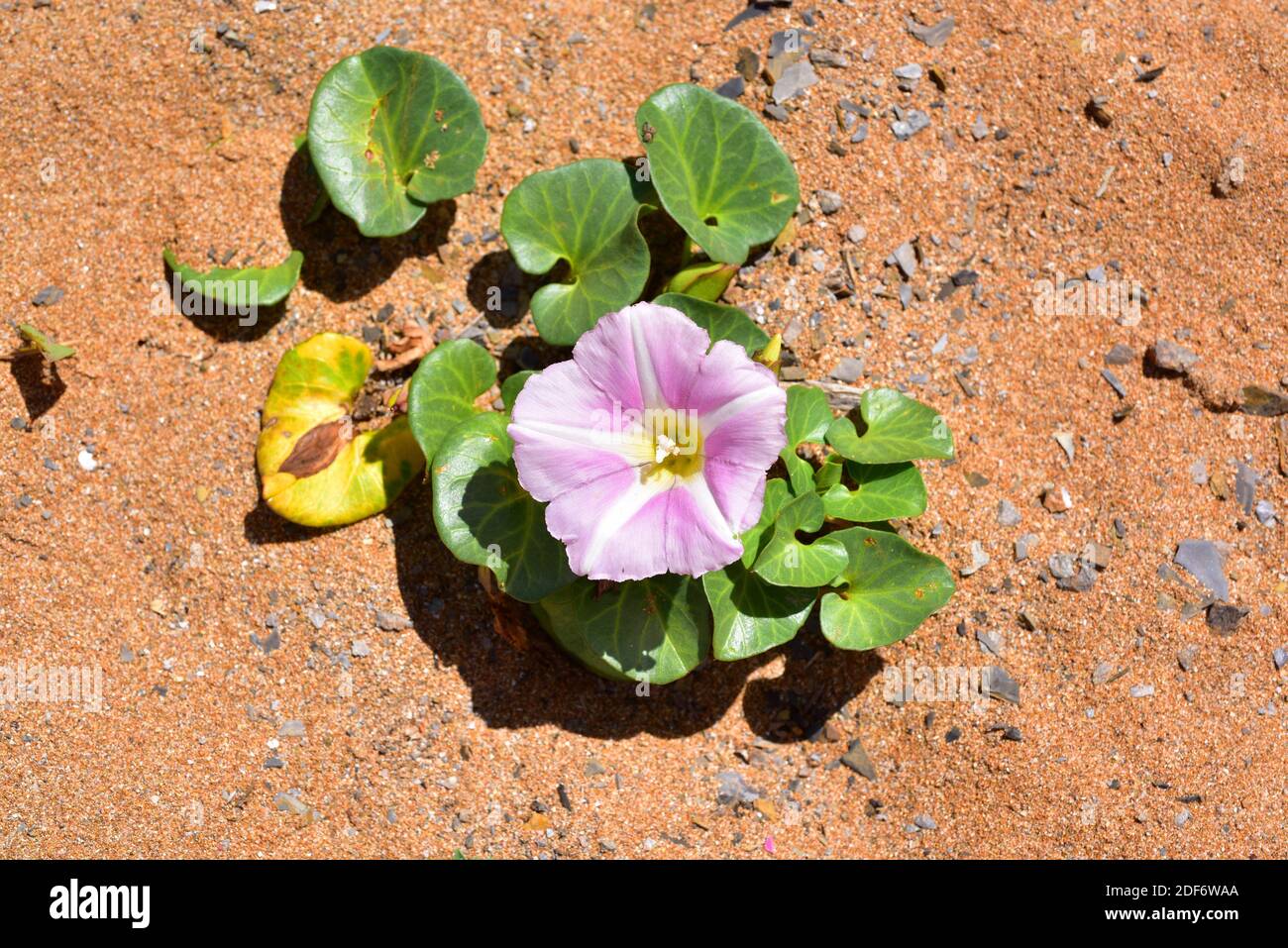 Beach habitats hi-res stock photography and images - Alamy
