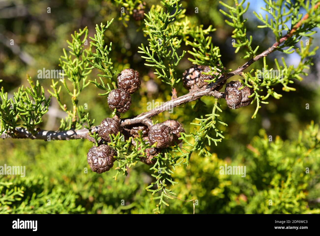 Cones Cupressus High Resolution Stock Photography and Images - Alamy