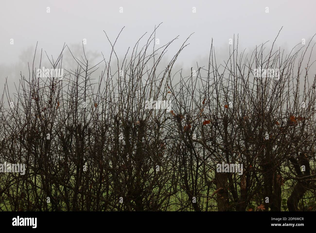 View through bushes in winter with feint green grass and blurred trees ...