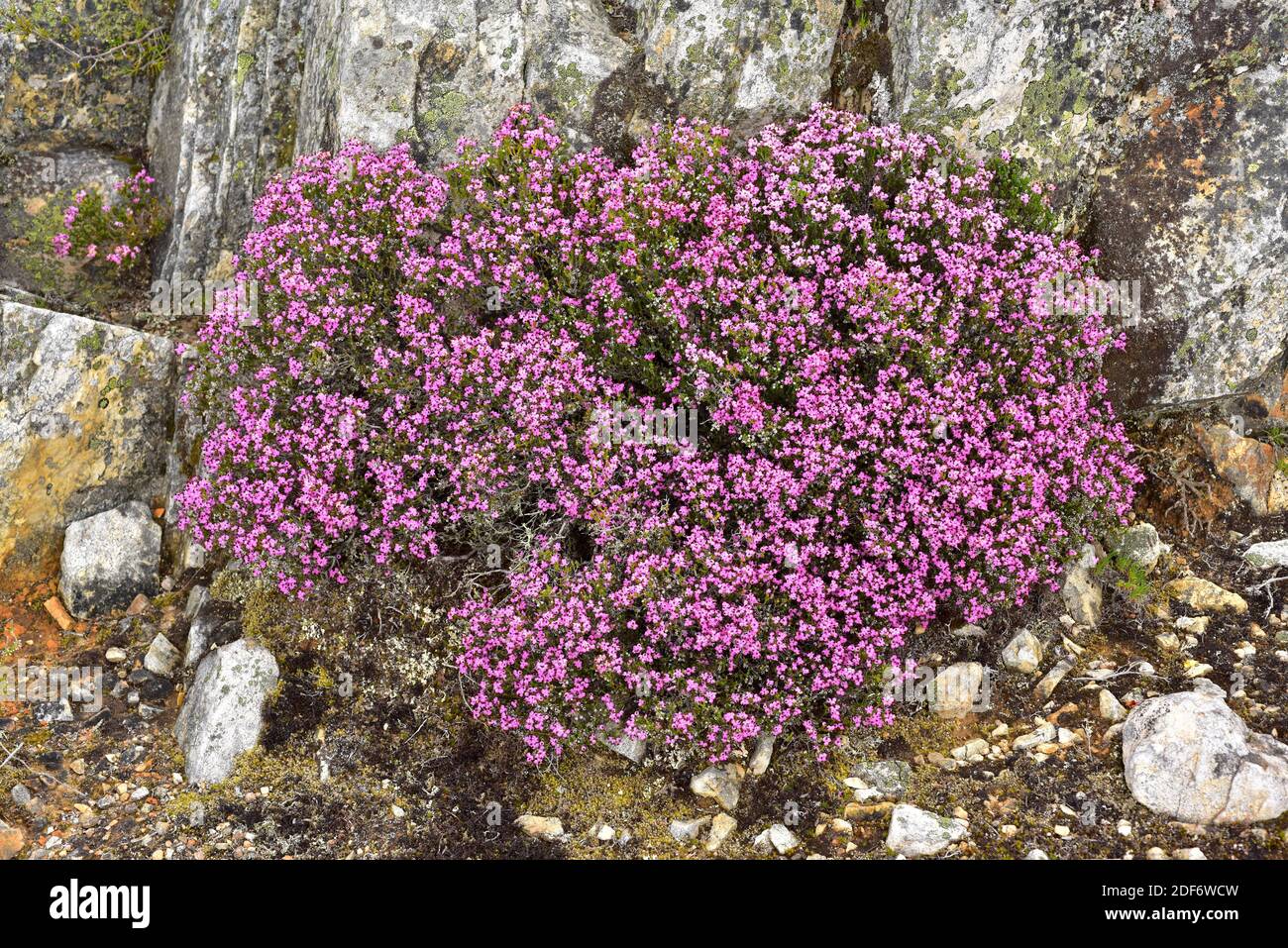 Erica Australis High Resolution Stock Photography and Images - Alamy