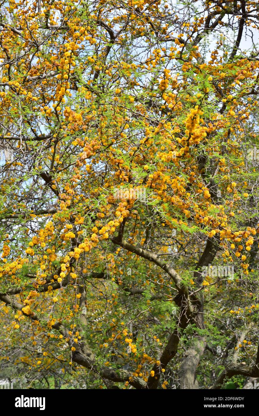 Deciduous plant hi-res stock photography and images - Alamy